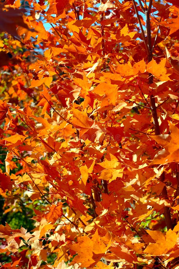 Autumn foliage stock image. Image of bright, detail, foliage - 15831839
