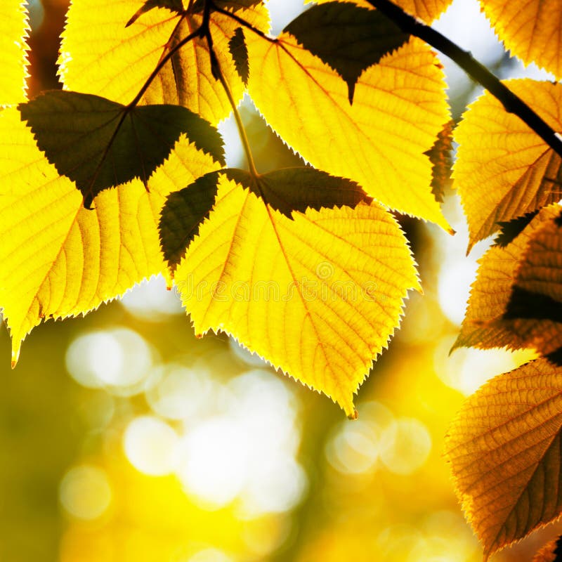 Fall leaves stock photo. Image of rusty, changing, branch - 45951722