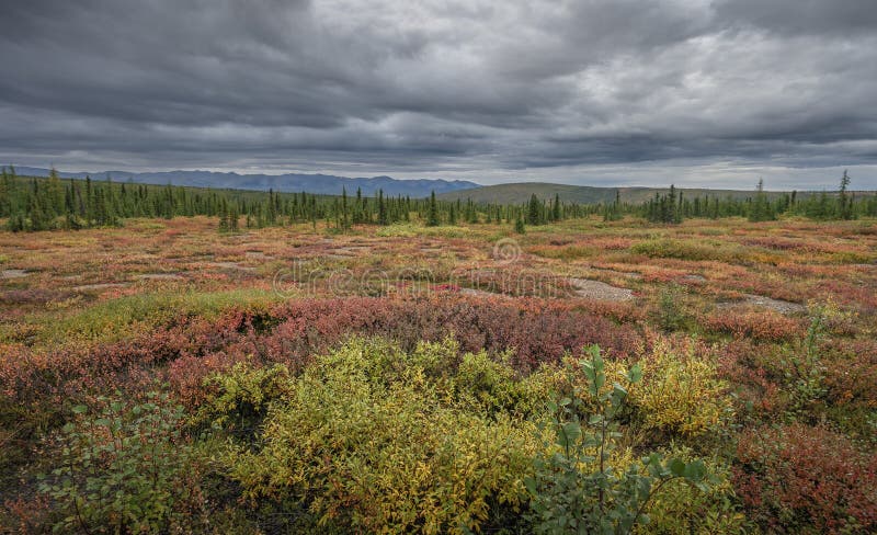 Autumn Foliage at the Arctic Circle in the Yukon Stock Photo - Image of ...
