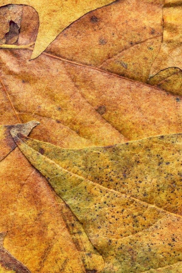 Autumn Foliage Background Grunge Texture Stock Photo - Image of aging ...