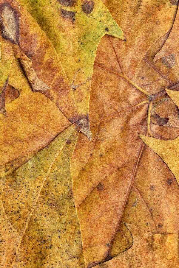 Autumn Foliage Background Grunge Texture Stock Image - Image of leaf ...