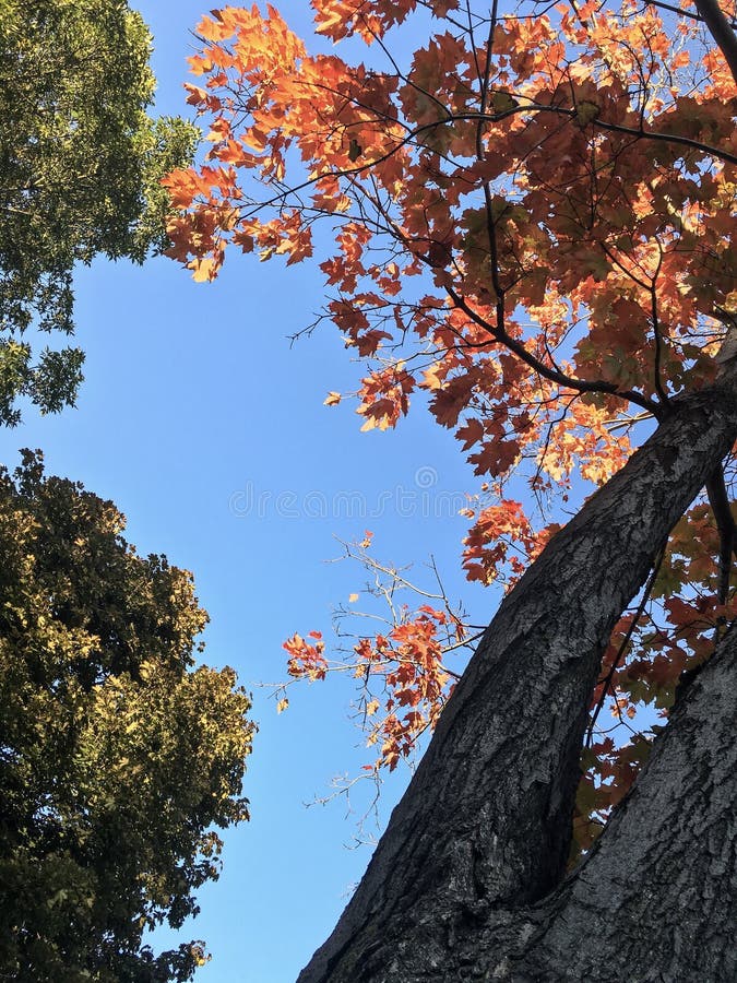 Autumn foliage stock photo. Image of foliage, autumn - 78352002