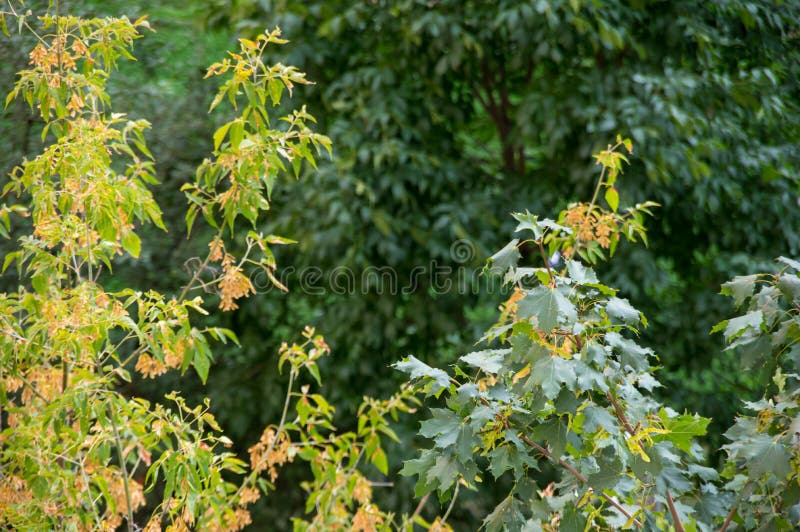 Autumn Foliage, Early September Stock Photo - Image of clouds, needles ...