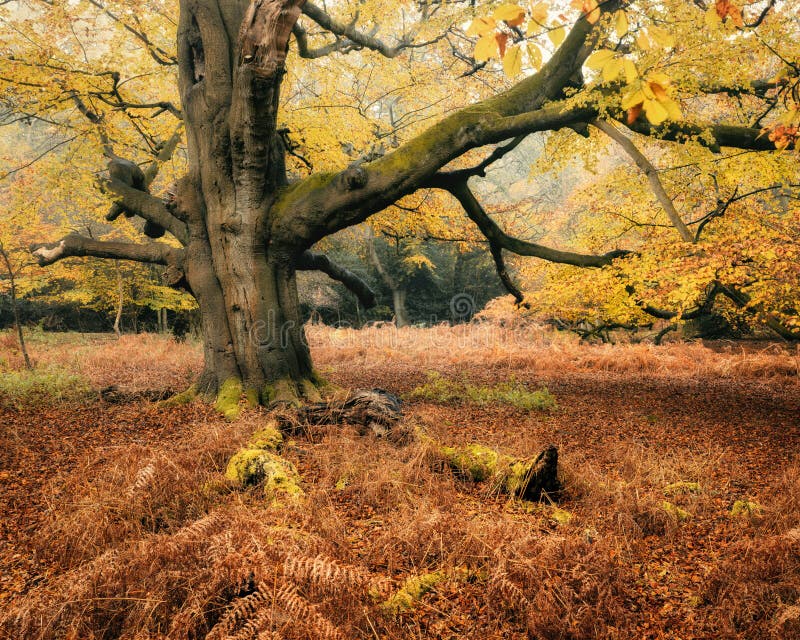 Autumn Foliage in the Epping Forest Displaying a Big Tree with Surface ...