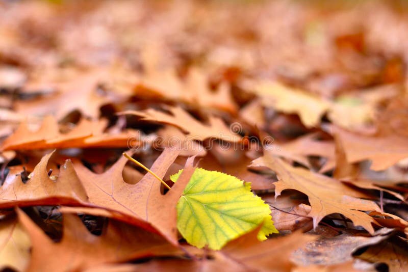 Autumn Foliage on the Forest Floor Stock Photo - Image of leaf, forest ...