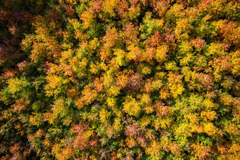 Autumn Foliage in Forest, Top Down Drone View Stock Image - Image of ...