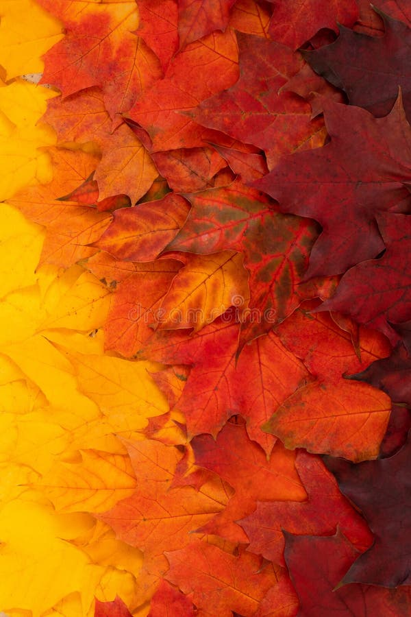 Autumn Foliage with Gradient. Top View of Maple Leaves. Stock Photo ...