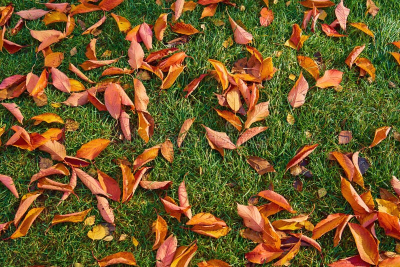 Autumn Foliage on Green Grass Stock Image - Image of orange, autumn ...