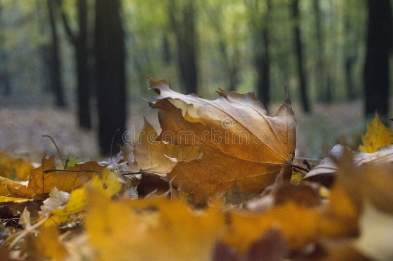 Autumn Foliage on the Ground in the Forest in Late Fall Stock Photo ...