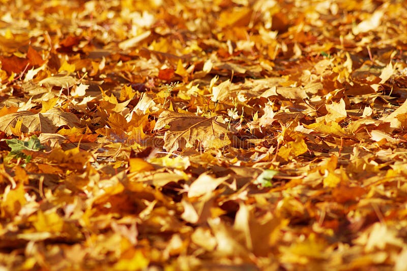 Autumn Foliage on the Ground Stock Photo - Image of environment, leaf ...