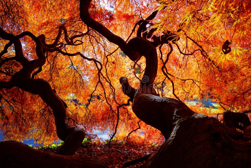 Autumn foliage stock image. Image of foliage, autumn - 47964645