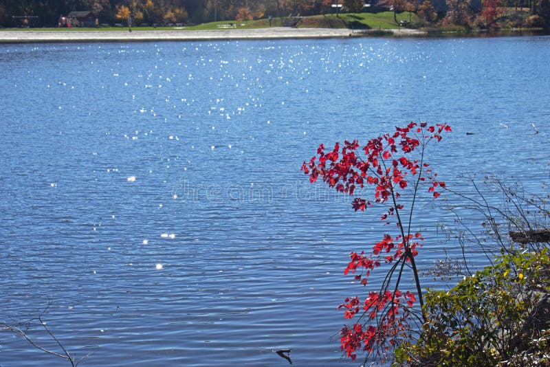 Autumn Foliage at Lake Marcia -06 Stock Photo - Image of horizontal ...