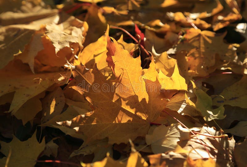 Autumn Foliage of Maple Burning in the Rays of the Evening Sun Stock ...