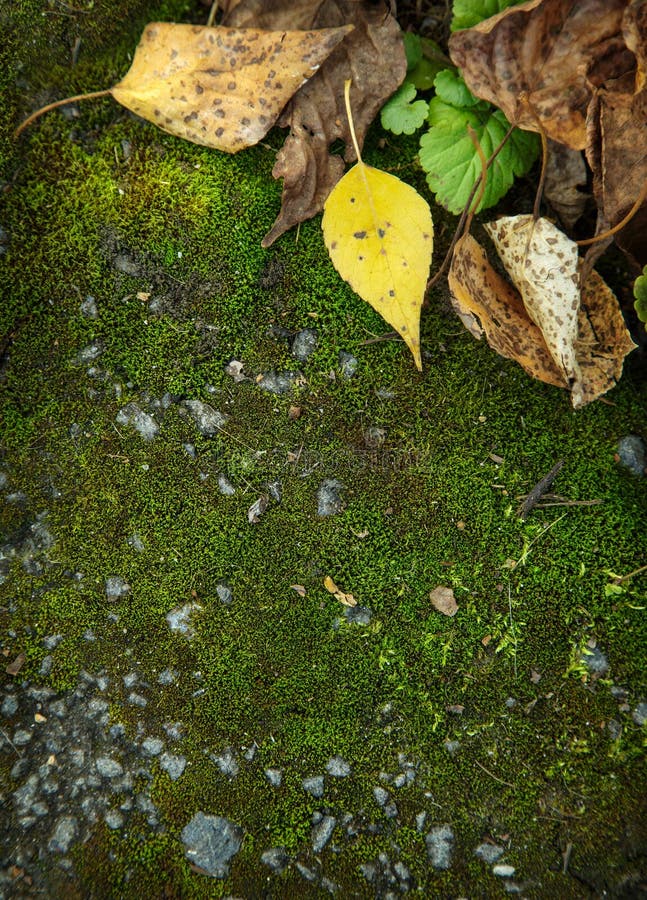 Autumn foliage on moss stock photo. Image of moss, closeup - 34011886