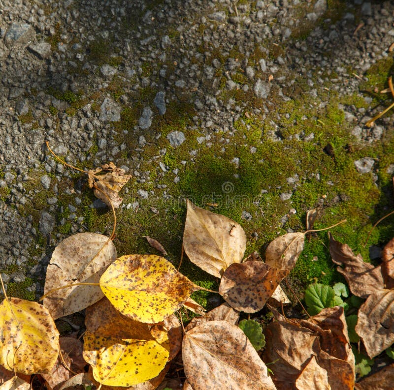 Autumn foliage on moss stock image. Image of covering - 34011929