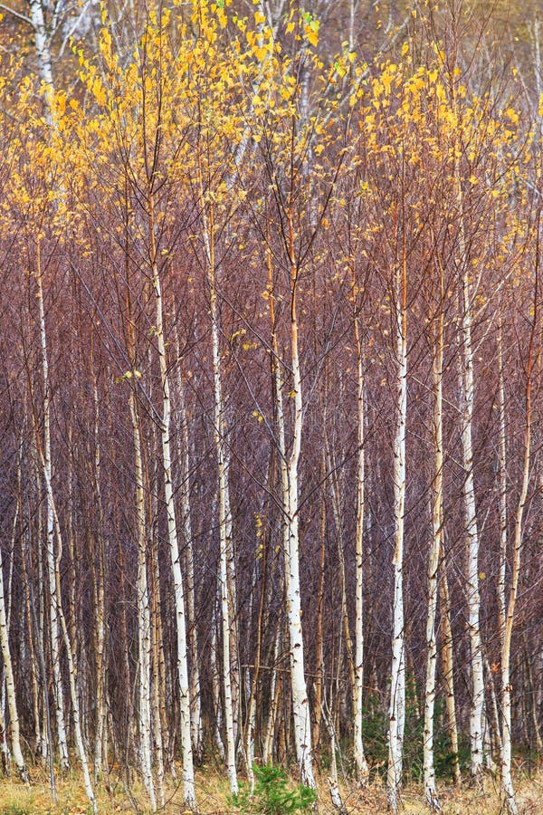 Colorful Aspen Birch Tree stock photo. Image of scenic - 6715184