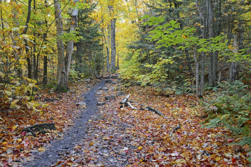 Autumn Foliage in a Northeast Forest Stock Photo - Image of maple ...