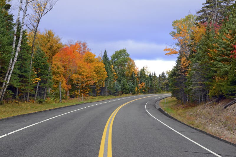 Autumn Foliage in a Northeast Forest Stock Photo - Image of birch ...