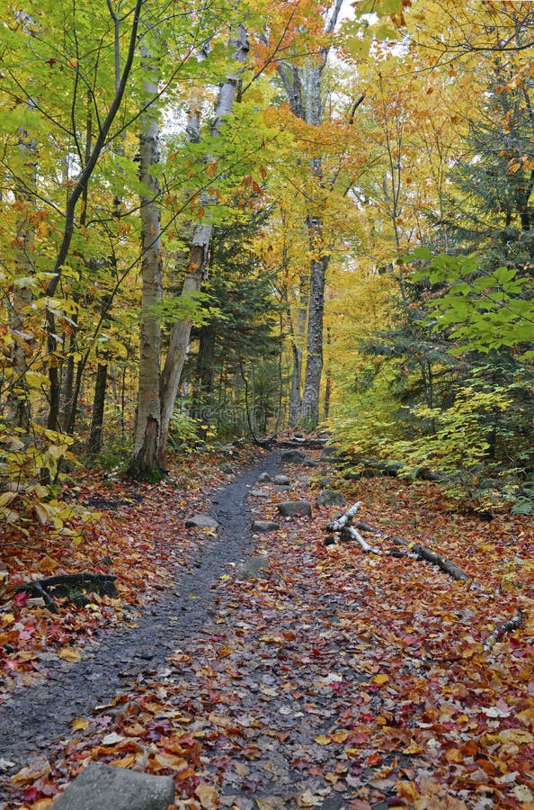 Autumn Foliage in a Northeast Forest Stock Photo - Image of forest ...