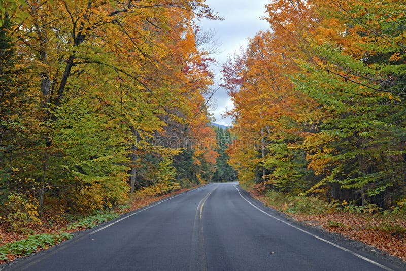 Autumn Foliage in a Northeast Forest Stock Photo - Image of george ...
