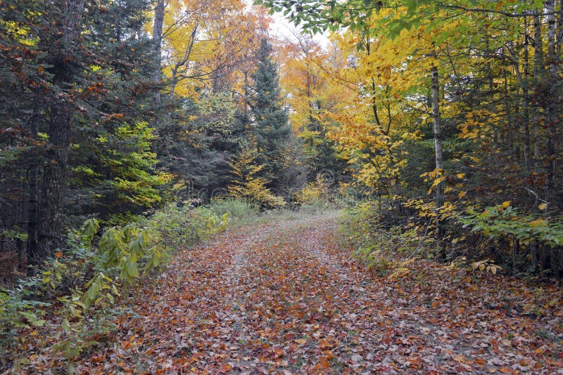 Autumn Foliage in a Northeast Forest Stock Image - Image of 46er ...