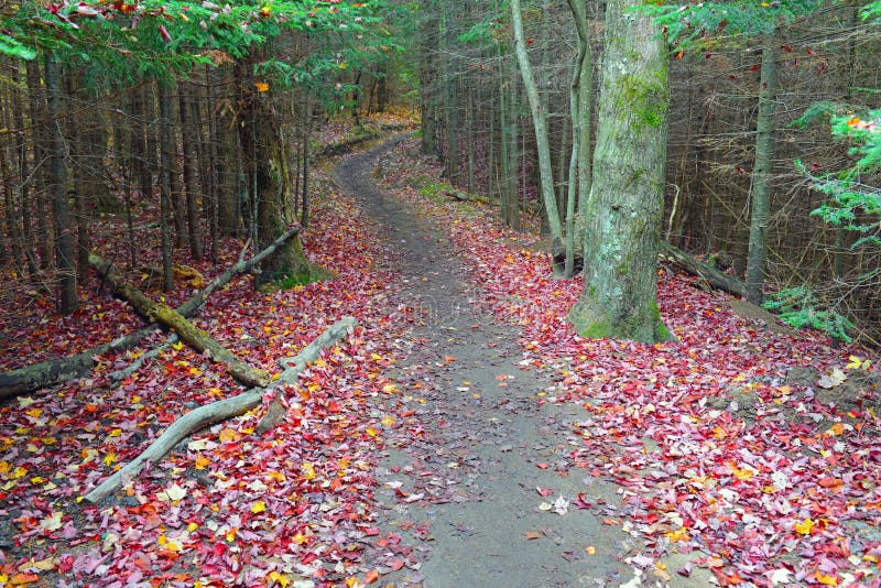 Autumn Foliage in a Northeast Forest Stock Photo - Image of trees ...