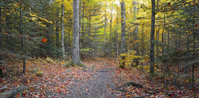 Autumn Foliage in a Northeast Forest Stock Photo - Image of catskills ...