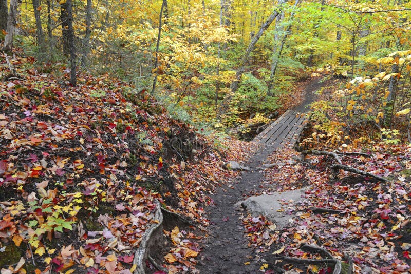 Autumn Foliage in a Northeast Forest Stock Image - Image of placid ...