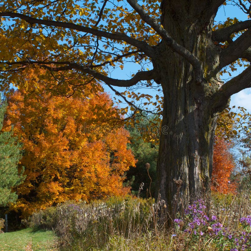 Autumn Foliage and Purple Asters Stock Photo - Image of trees, flowers ...