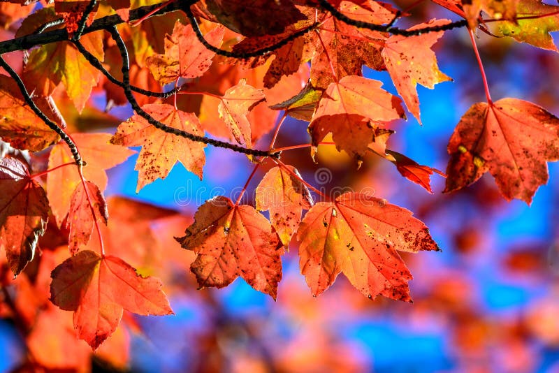 Autumn Foliage on a Red Maple Tree Stock Photo - Image of autumn, tree ...