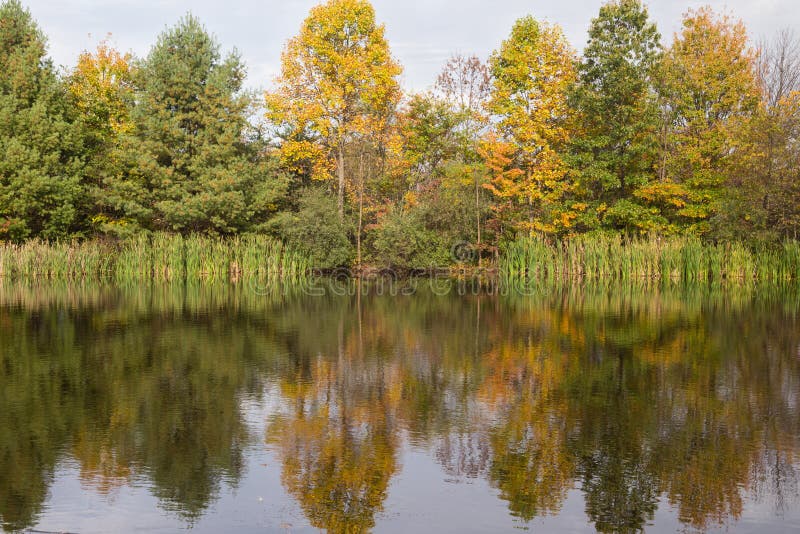 Autumn Foliage Reflecting in a Small Pond Stock Photo - Image of ...