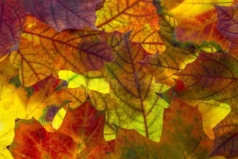 Close-up autumn leaf stock photo. Image of detail, beautiful - 12106614