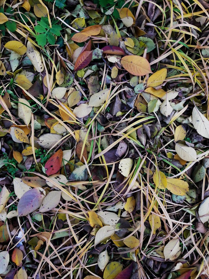 Autumn foliage top view stock photo. Image of outdoor - 103074240