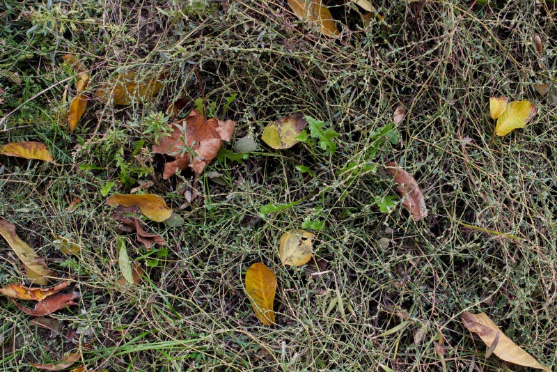 Autumn foliage top view stock photo. Image of october - 103074362