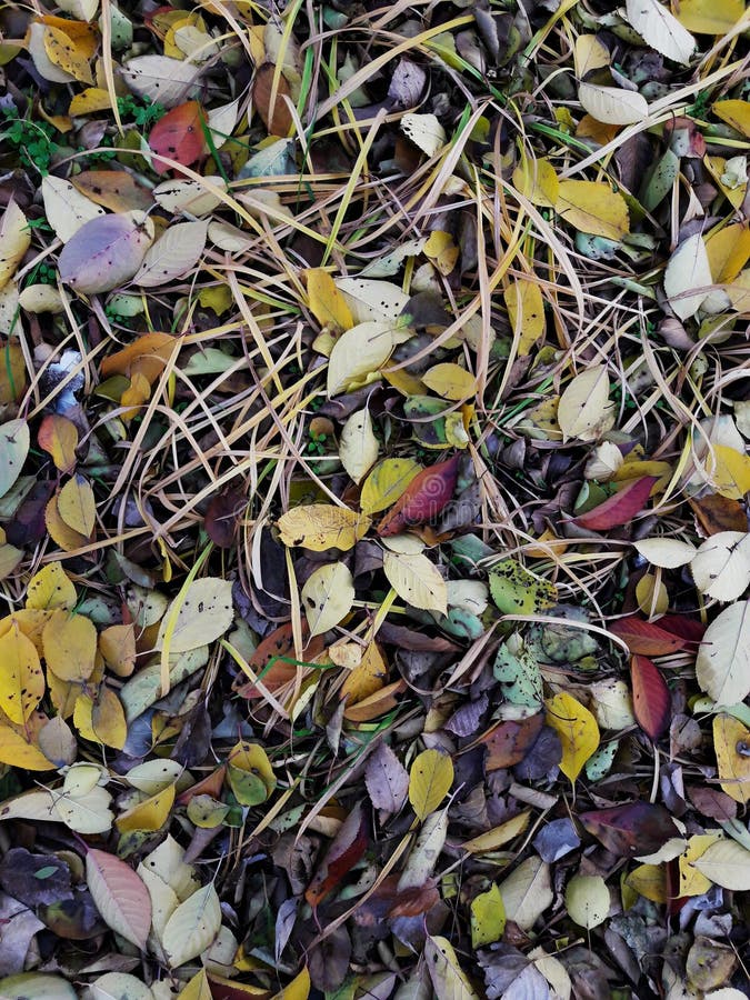 Autumn foliage top view stock photo. Image of seasonal - 103074480