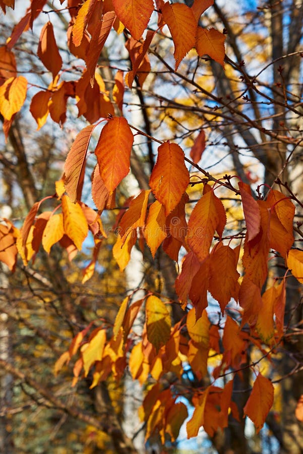Autumn Foliage on a Tree Branch Stock Image - Image of focus, golden ...