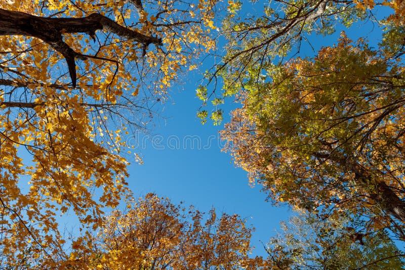 Autumn Foliage of Trees in the Daytime Stock Image - Image of real ...