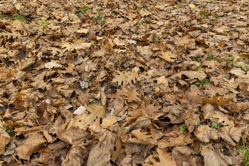 Autumn Foliage on Trees in Europe Stock Photo - Image of rural, tree ...