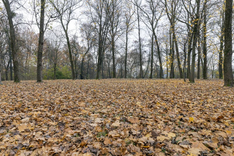 Autumn Foliage on Trees in Europe Stock Photo - Image of tree, colorful ...