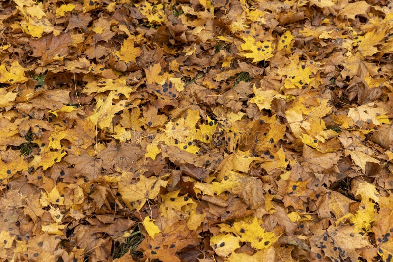 Autumn Foliage on Trees during Its Color Change Stock Photo - Image of ...