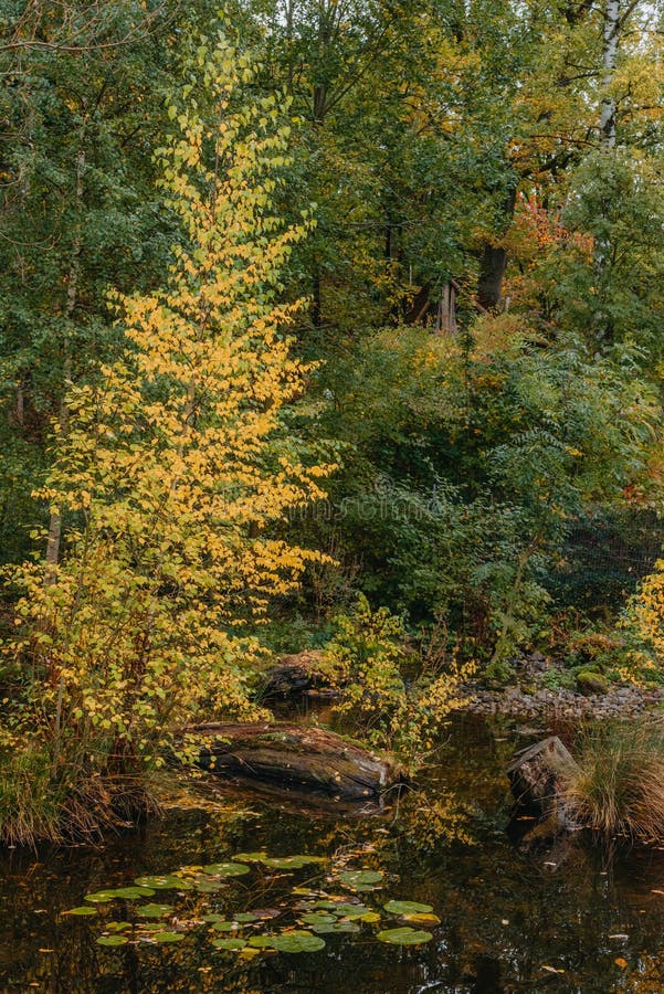 The Autumn Foliage of the Trees is Reflected in the Pond. Autumn Pond ... The Autumn Foliage of the Trees is Reflected in the Pond. Autumn Pond ...