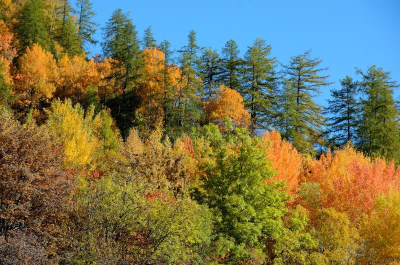 Autumn Foliage in Valle Di Aosta, Italy Stock Image - Image of ...