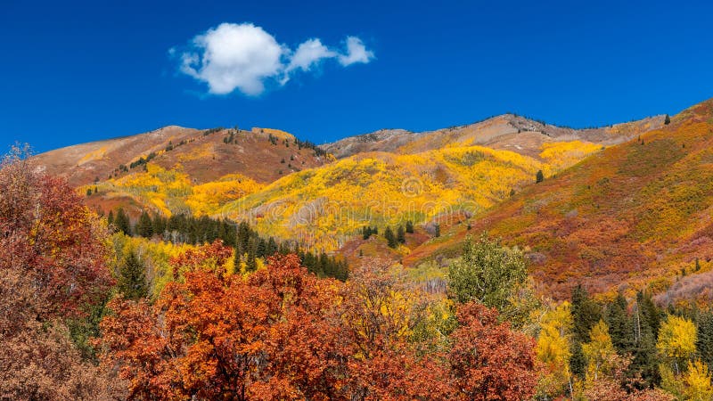 Autumn Foliage at Wasatch Mountain State Park in Utah Stock Image ...
