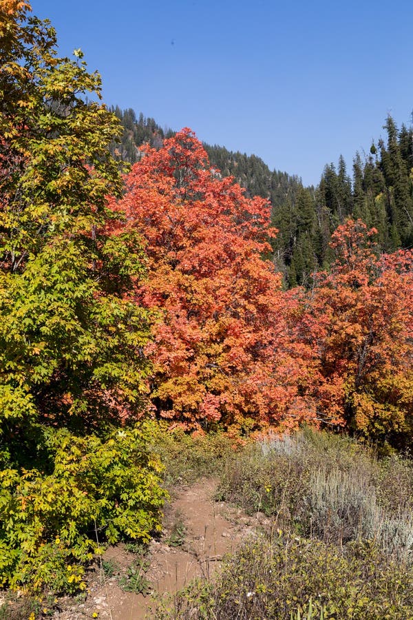 Autumn Foliage stock photo. Image of park, yellow, season - 44579382