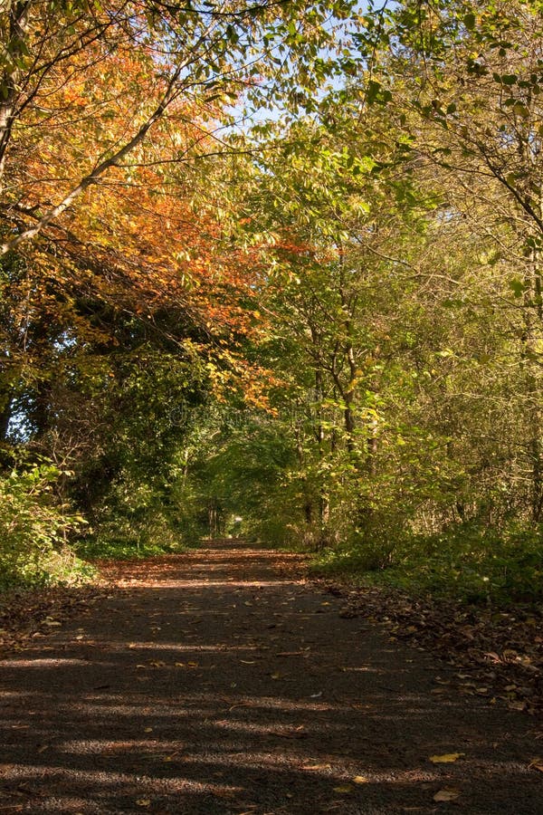 Autumn Footpath stock photo. Image of brown, stem, beauty - 16324424