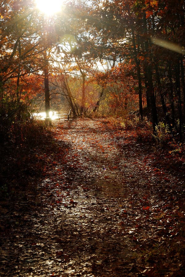 Autumn Footpath through the Alley Stock Image - Image of forest, fall ...