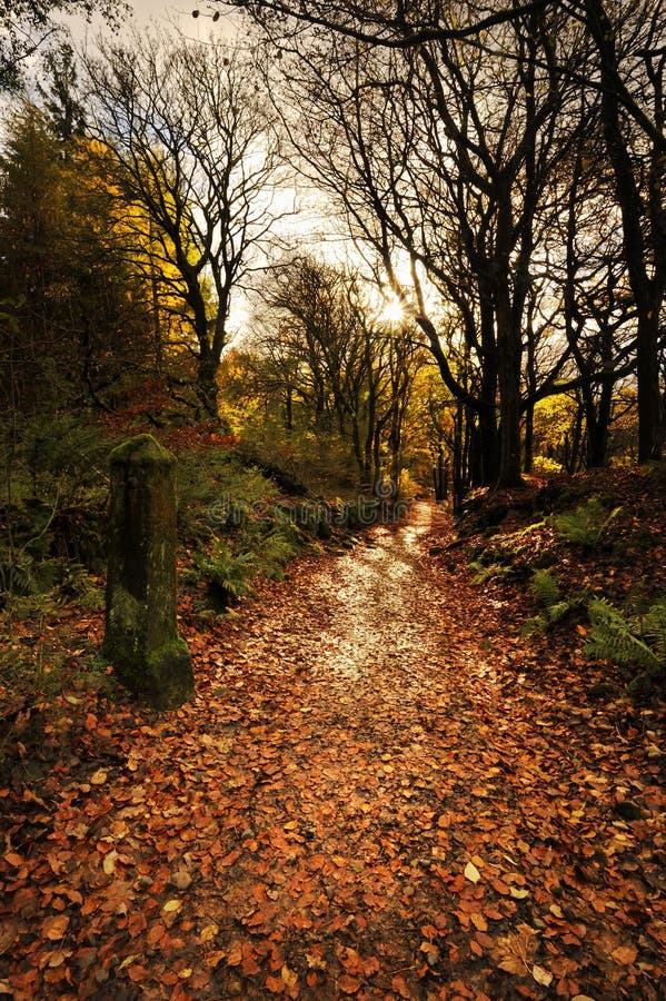 Autumn footpath stock photo. Image of fall, carpet, woods - 27786134