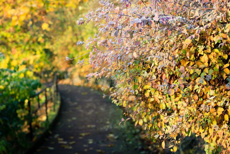 Autumn Footpath through the Alley Stock Image - Image of forest, fall ...