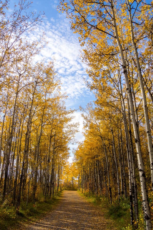 Autumn Footpath stock photo. Image of footpath, calm - 76590440