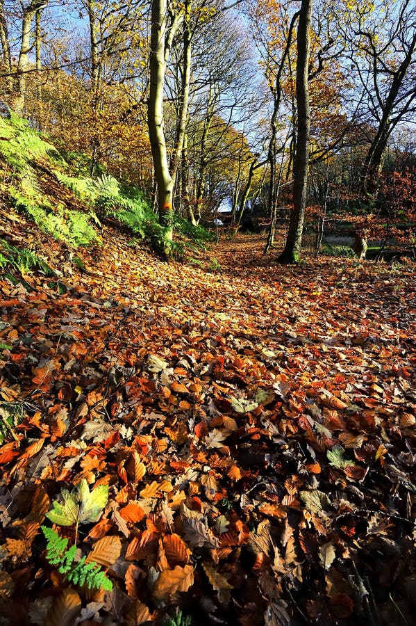Autumn Footpath stock image. Image of covered, footpath - 39535235